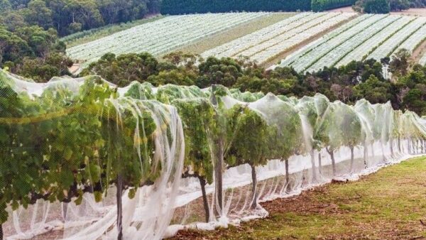 7 Secrets of Fruit Tree Netting –You Need to Know | EYOUAGRO