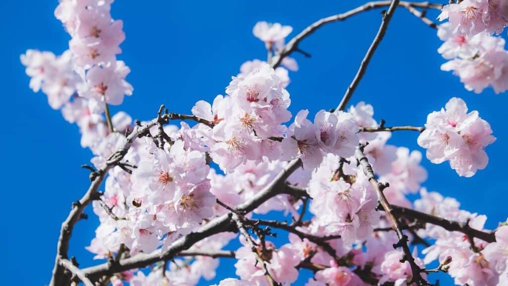 7 Cherry Climate-related Risks and How to Manage Them - EyouAgro