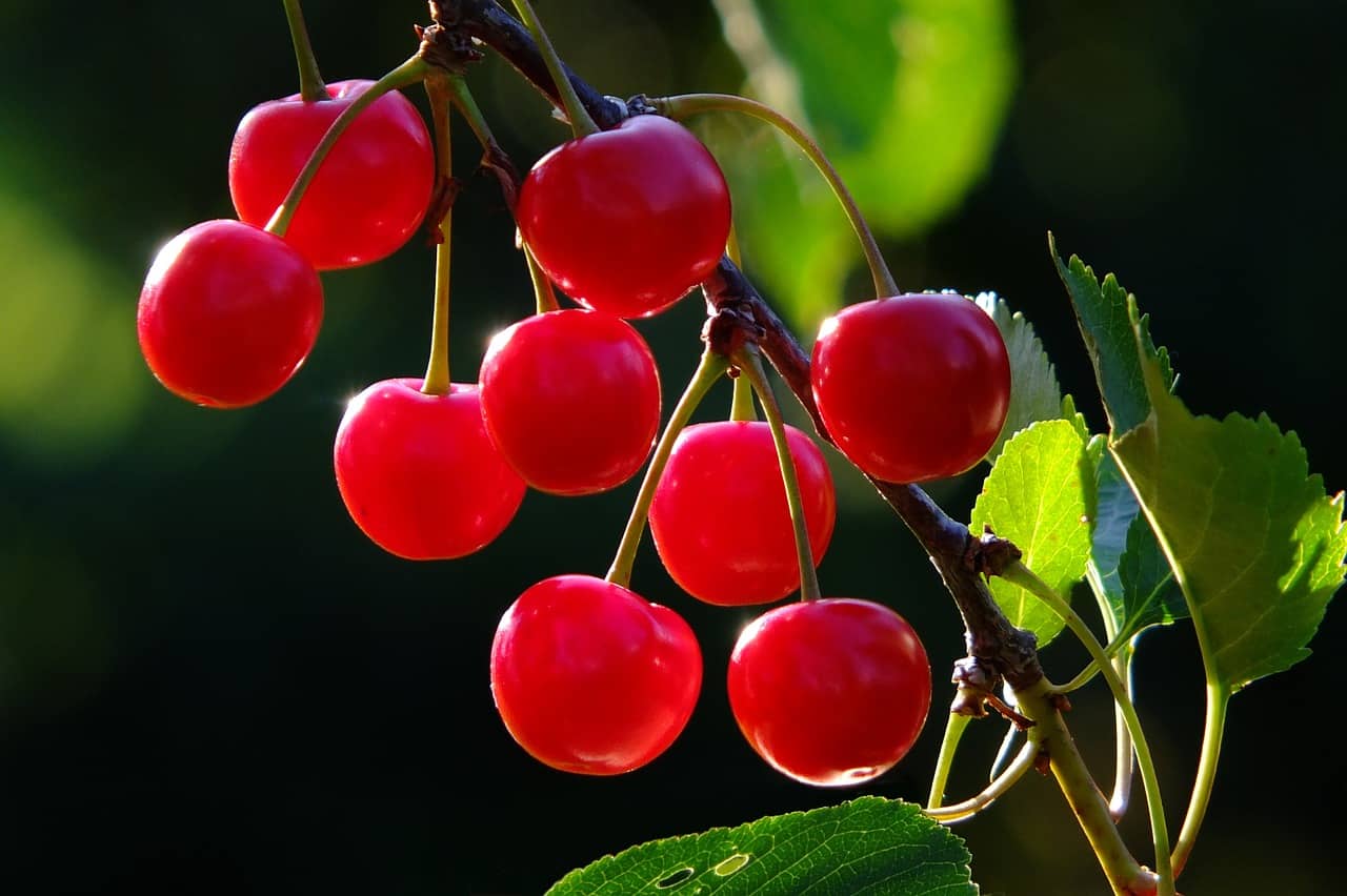 How to Protect Cherries From Harsh Weather | EyouAgro