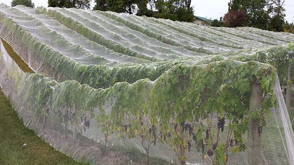 Why Your Orchard Needs Bat Exclusion Netting? | EyouAgro