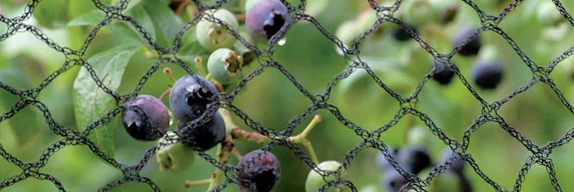 How to cover Blueberry bushes with Netting | EyouAgro