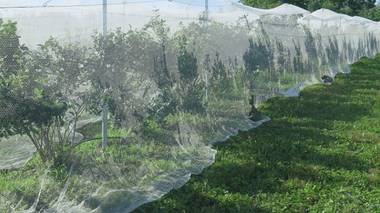 How to keep squirrels and bird away from blueberry with net?