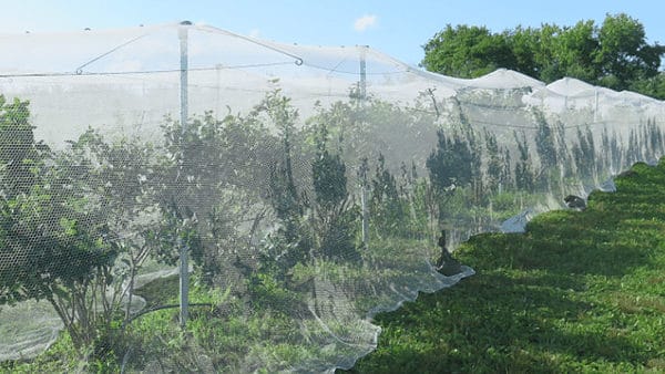How to cover Blueberry bushes with Netting | EyouAgro