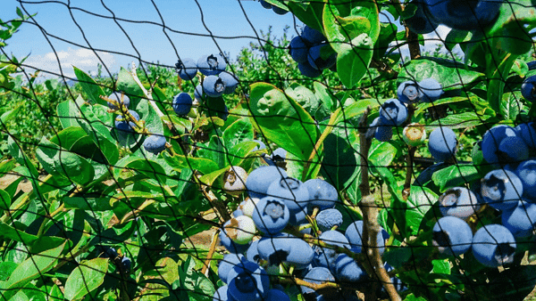 How to Choose the Right Blueberry Netting System? ｜ EyouAgro