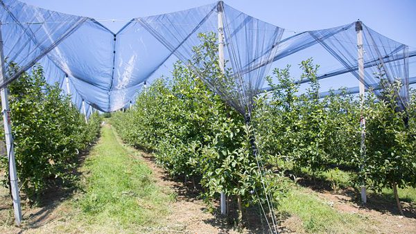 7 Tips for Protection of Solar Panels from Hail | EyouAgro