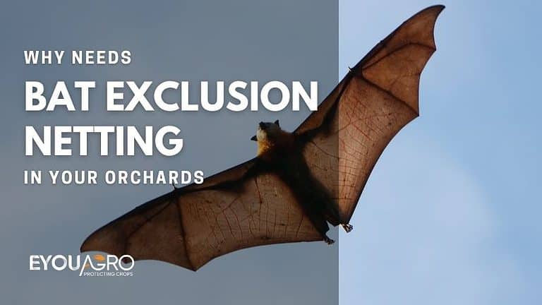 Why Your Orchard Needs Bat Exclusion Netting? | EyouAgro