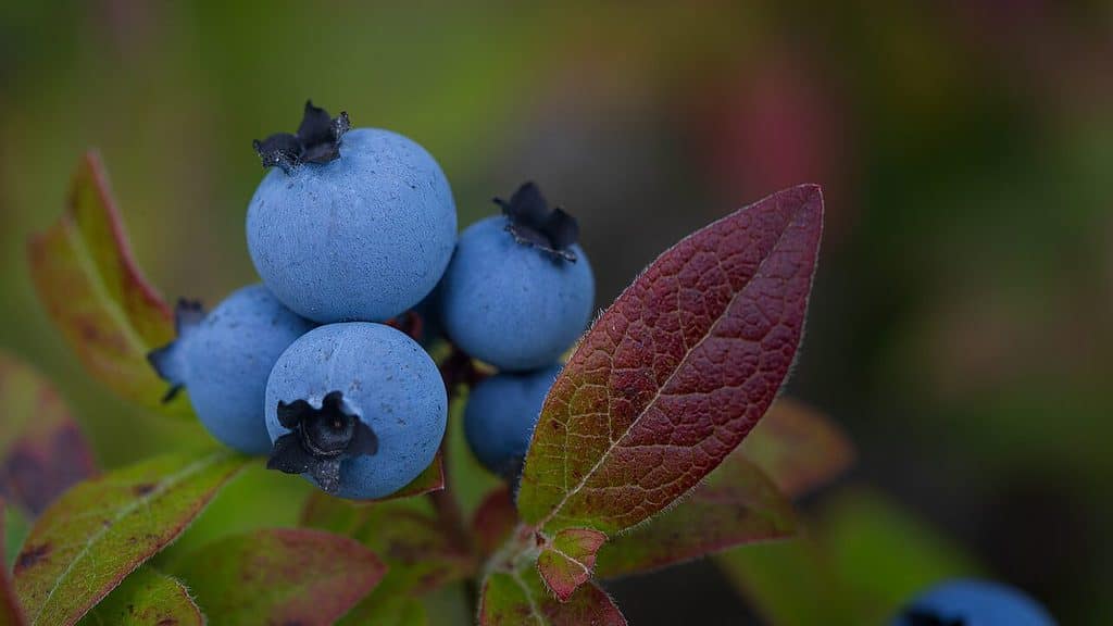 How to Choose the Right Blueberry Netting System? ｜ EyouAgro