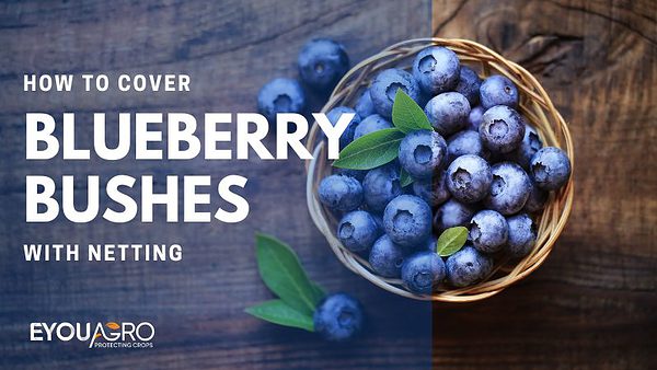 How to cover Blueberry bushes with Netting | EyouAgro