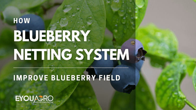 How the Blueberry Netting System Improves Yield | EyouAgro
