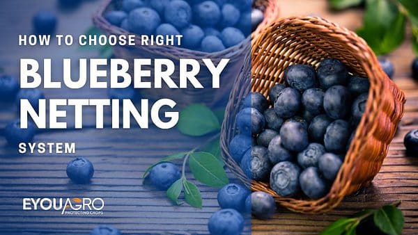 How to Choose the Right Blueberry Netting System? ｜ EyouAgro