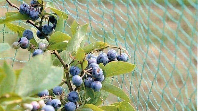 Blueberry Netting: Everything You Need To Know | EyouAgro