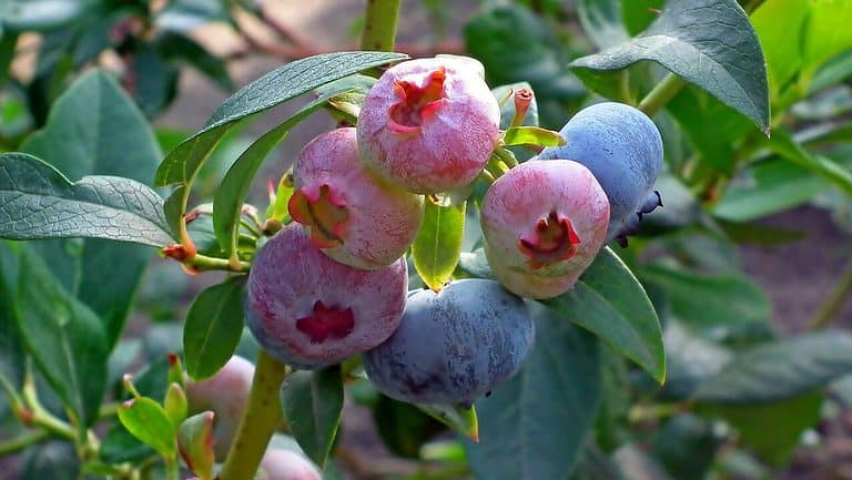 How to keep squirrels and bird away from blueberry with net?
