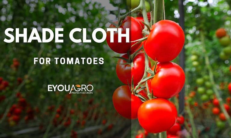 Keep Your Tomato Cool with Quality Shade Cloth | EyouAgro