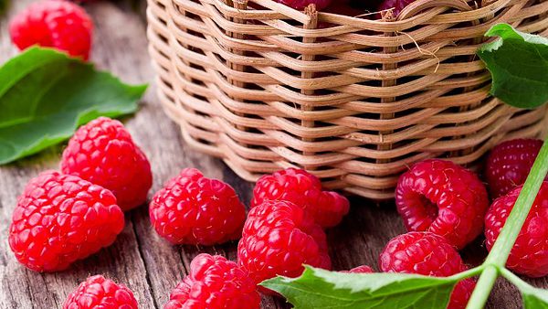 Bird Netting for Raspberries | EyouAgro