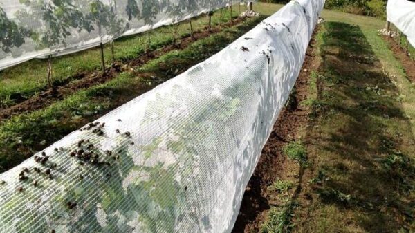 Bee Netting for Grapes | How to Protect Your Crop | EyouAgro
