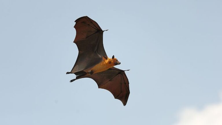 Flying Foxes Control: everything you need to know - EYOUAGRO