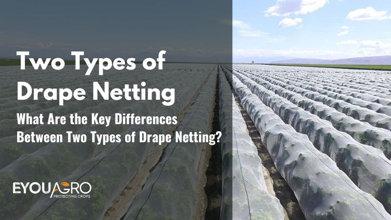 Differences Between Two Types of Drape Netting ｜EyouAgro