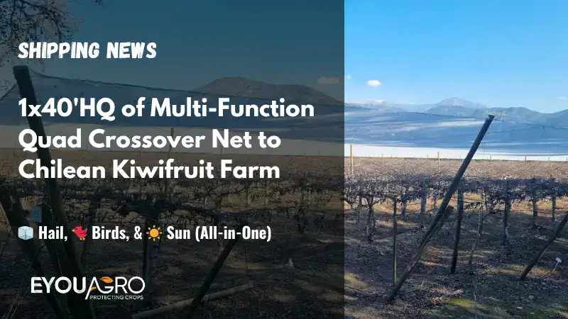Quad Crossover Net for Kiwifruit Farms to Chile | EyouAgro