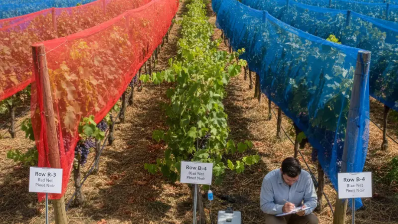 Black vs White vs Red vs Blue Nets for Grapevines