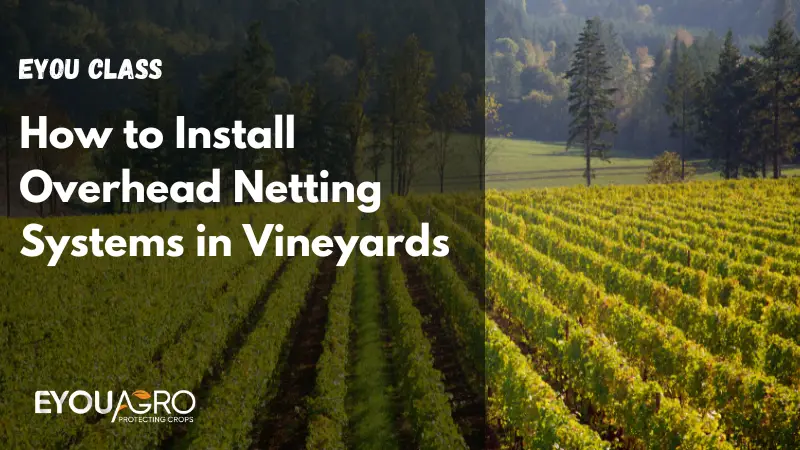 How to Install Overhead Netting Systems in Vineyards