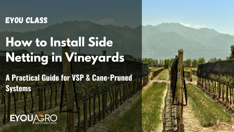 How to Install Vineyard Side Netting (VSP & Cane-Pruned)
