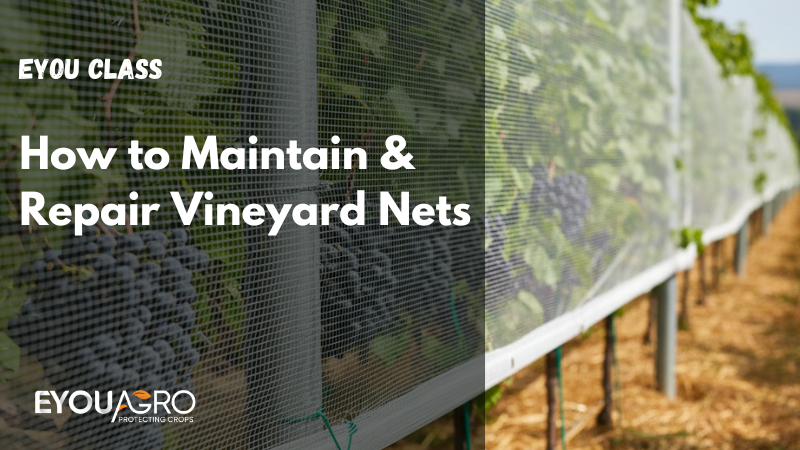 How to Maintain & Repair Vineyard Nets (Extend Lifespan)